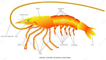 Shrimp anatomy stock vector. Illustration of food, zoology - 234938593