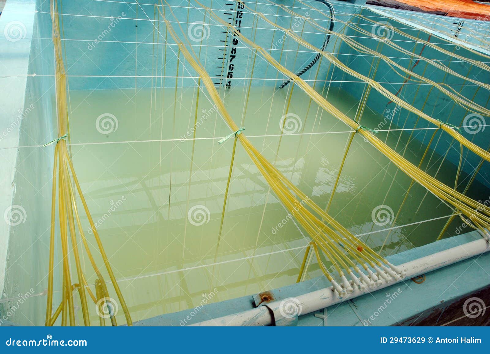 Shrimp aquaculture bath stock image. Image of animal - 29473629