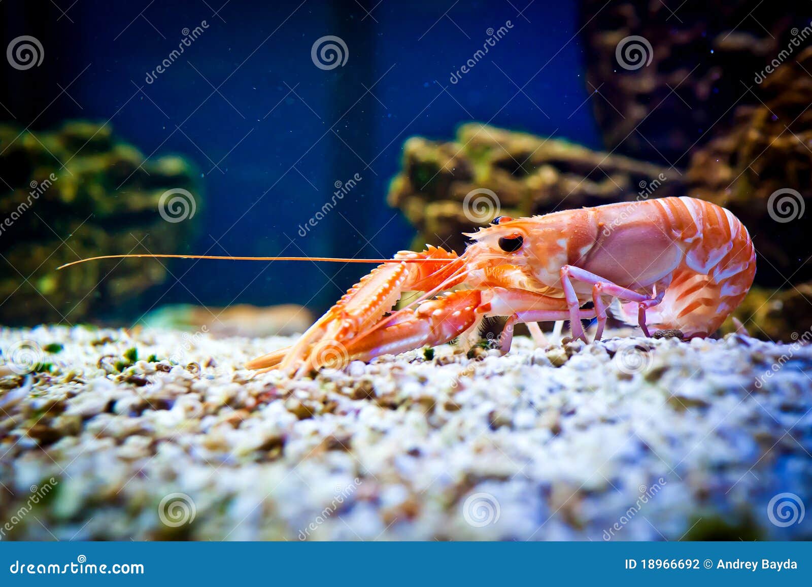 Shrimp in aquarium stock photo. Image of foreground, live - 18966692