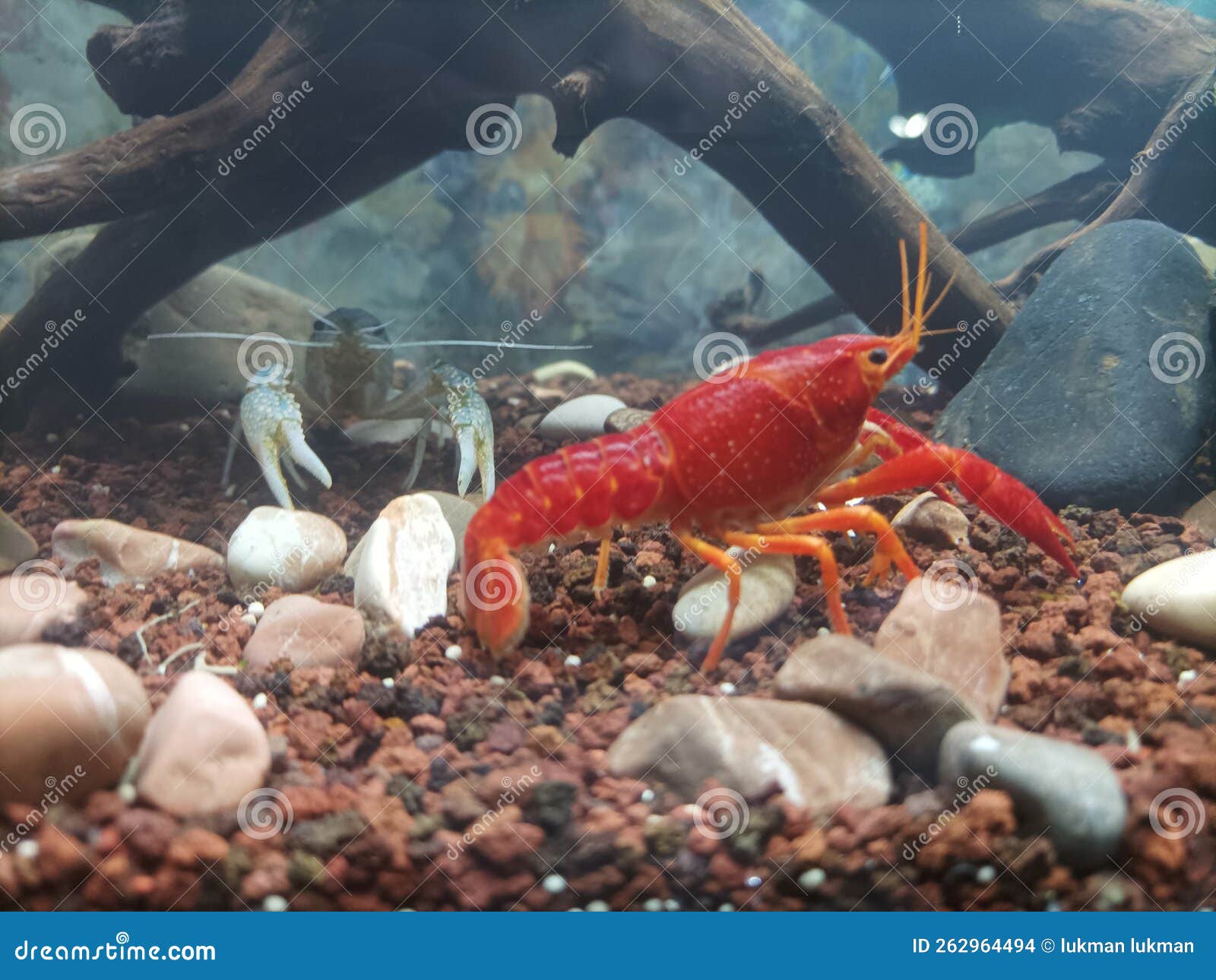 Shrimp beauty stock photo. Image of underwater, food - 262964494