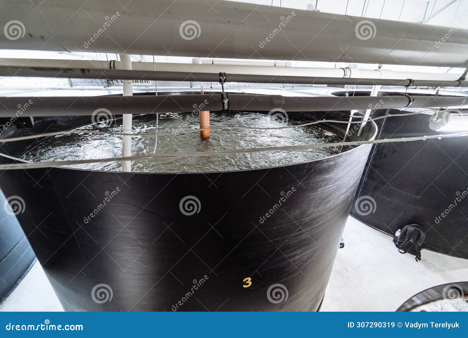 Shrimp Breeding Farm. Inside a Shrimp Farm Stock Image - Image of ...