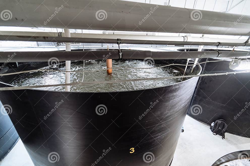 Shrimp Breeding Farm. Inside a Shrimp Farm Stock Image - Image of ...