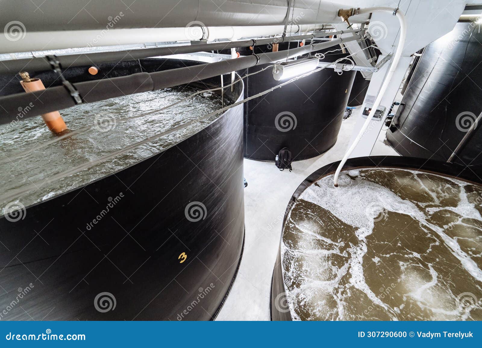 Shrimp Breeding Farm. Inside a Shrimp Farm Stock Photo - Image of ...