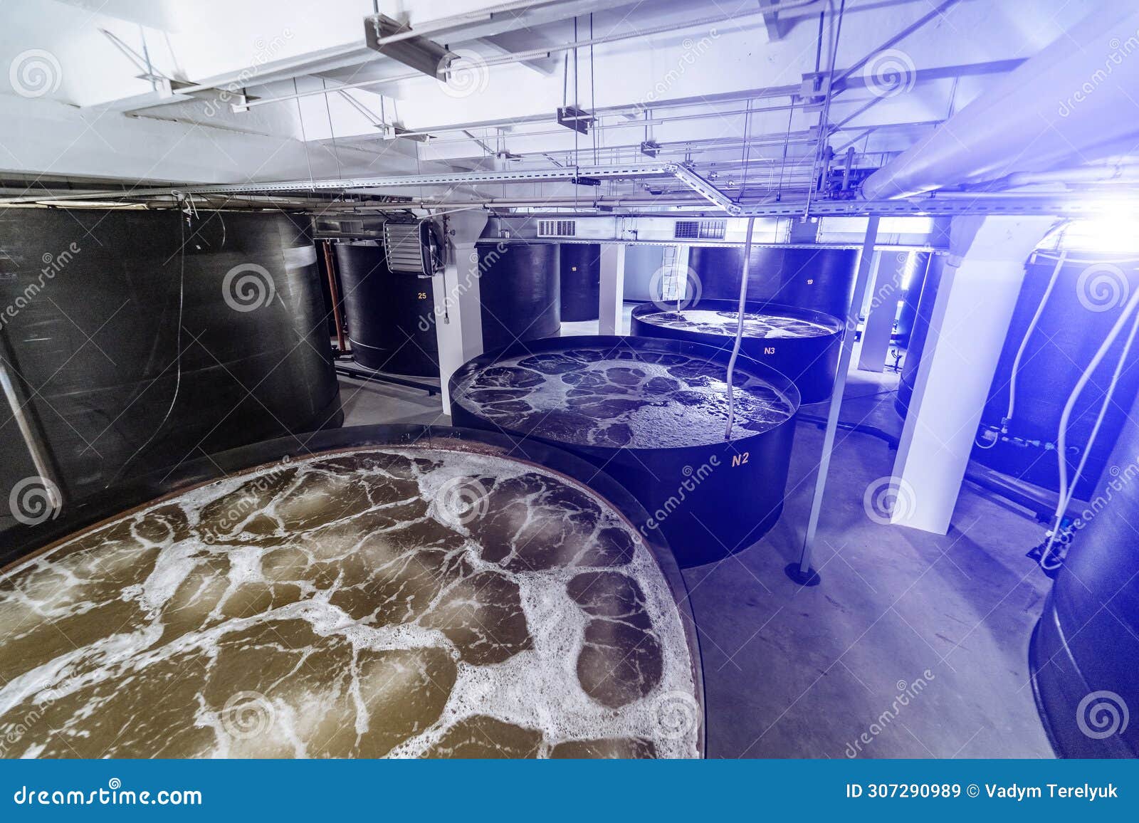 Shrimp Breeding Farm. Inside a Shrimp Farm Stock Image - Image of food ...