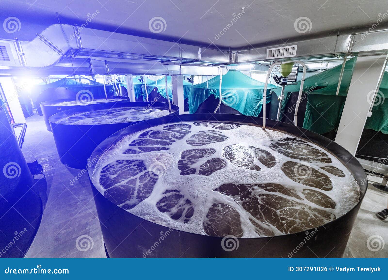 Shrimp Breeding Farm. Inside a Shrimp Farm Stock Photo - Image of fish ...
