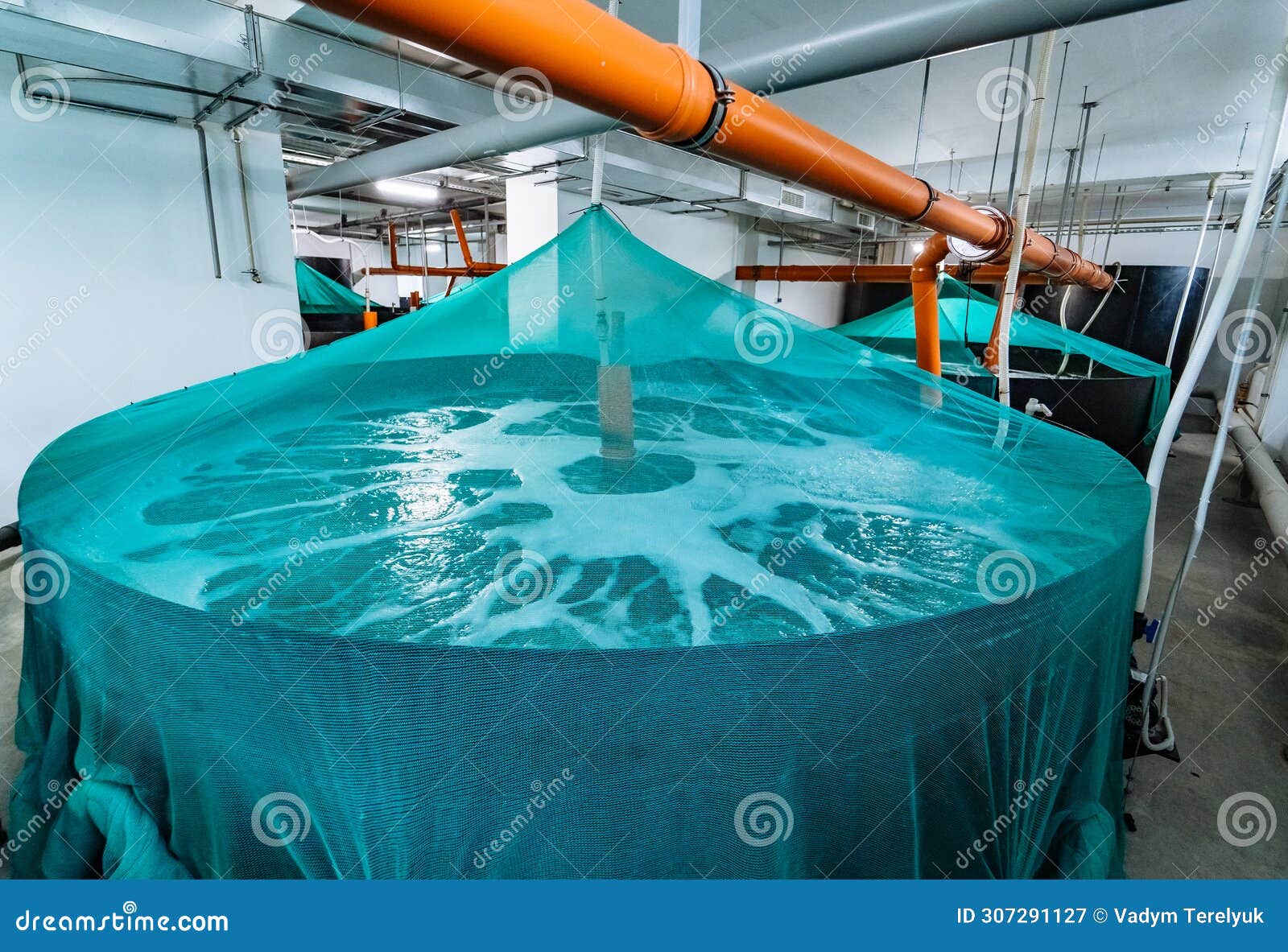Shrimp Breeding Farm. Inside a Shrimp Farm Stock Image - Image of ...