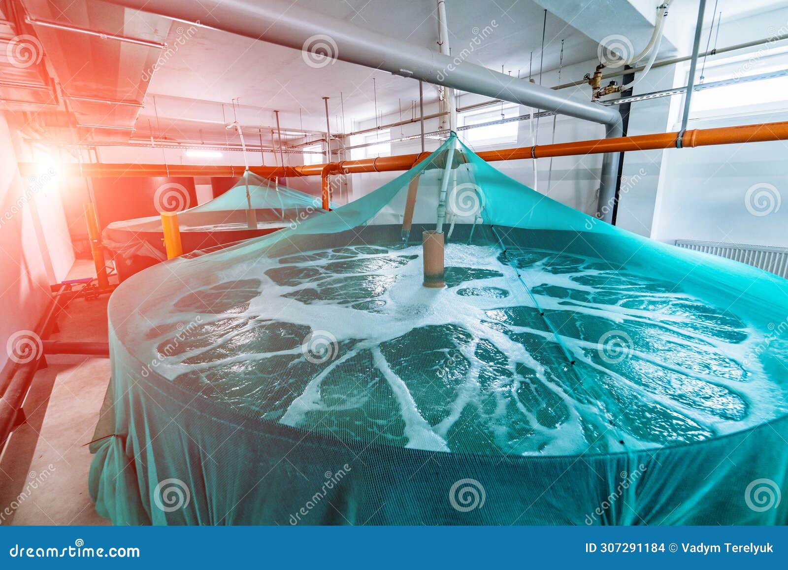 Shrimp Breeding Farm. Inside a Shrimp Farm Stock Photo - Image of ...