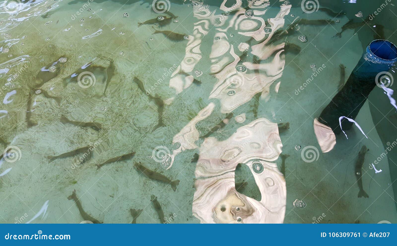Shrimp breeding farm stock image. Image of nature, broodstock - 106309761