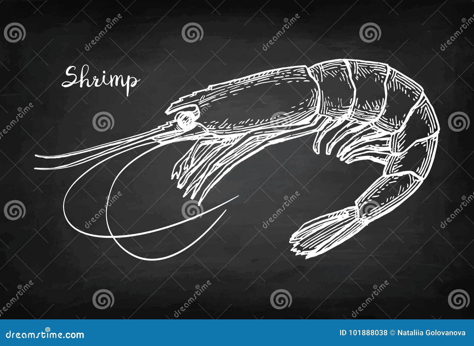 Chalk sketch of shrimp stock vector. Illustration of food - 101888038 Chalk sketch of shrimp stock vector. Illustration of food - 101888038