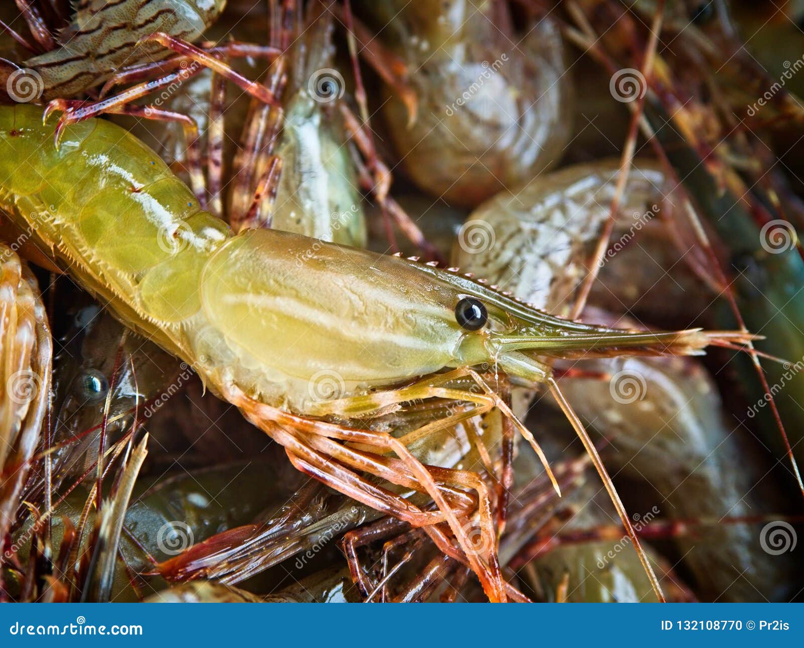 Shrimp close-up stock photo. Image of shell, seafood - 132108770