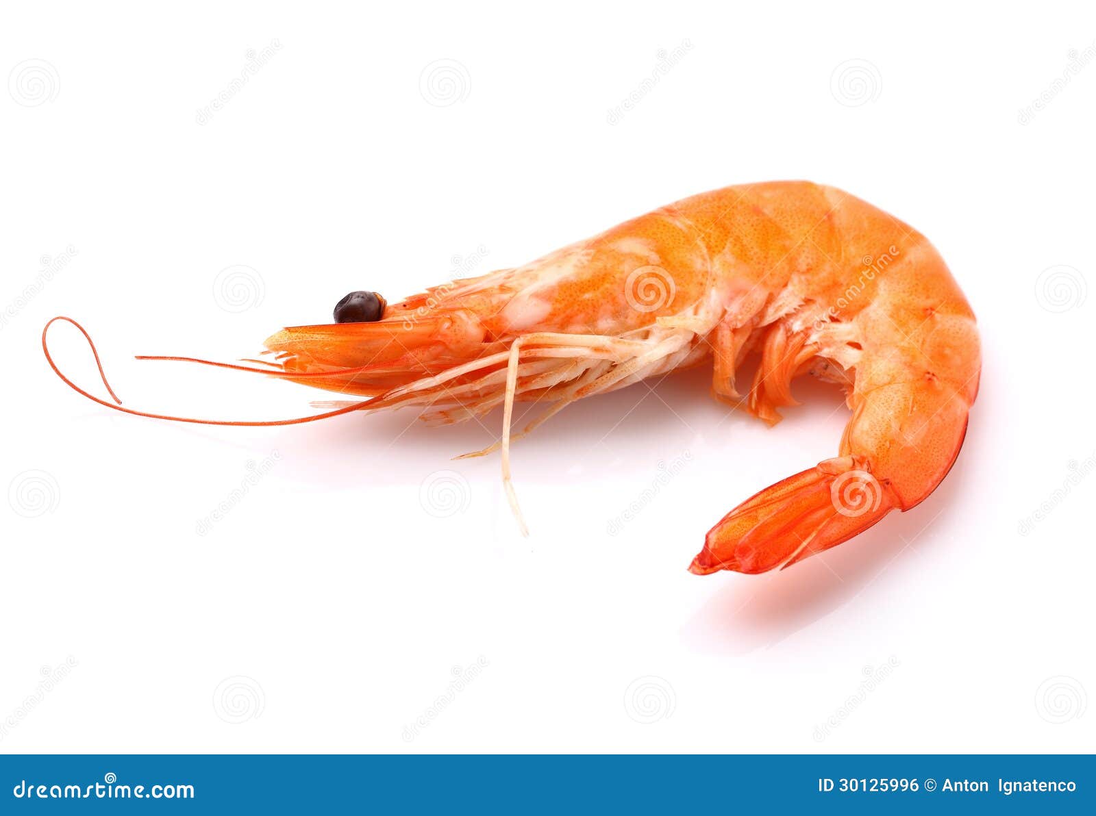 Shrimp in closeup stock photo. Image of healthy, shellfish - 30125996
