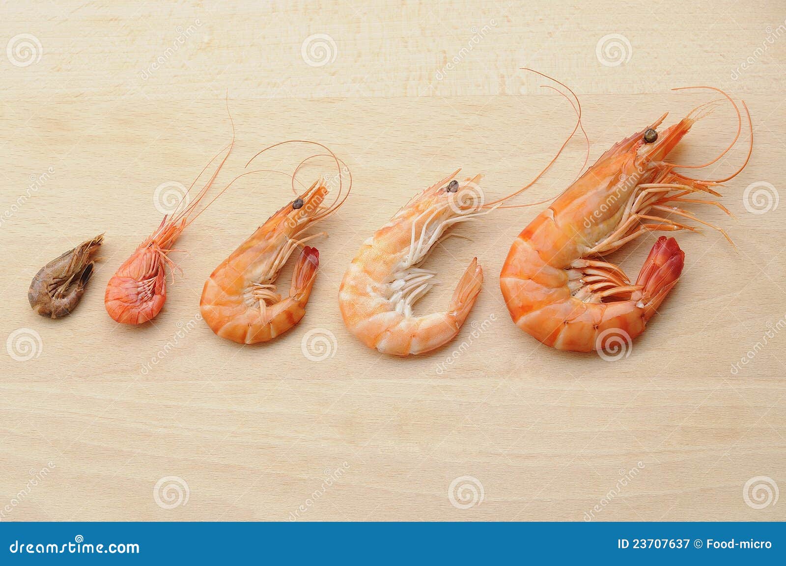 Shrimp composition stock image. Image of composition - 23707637