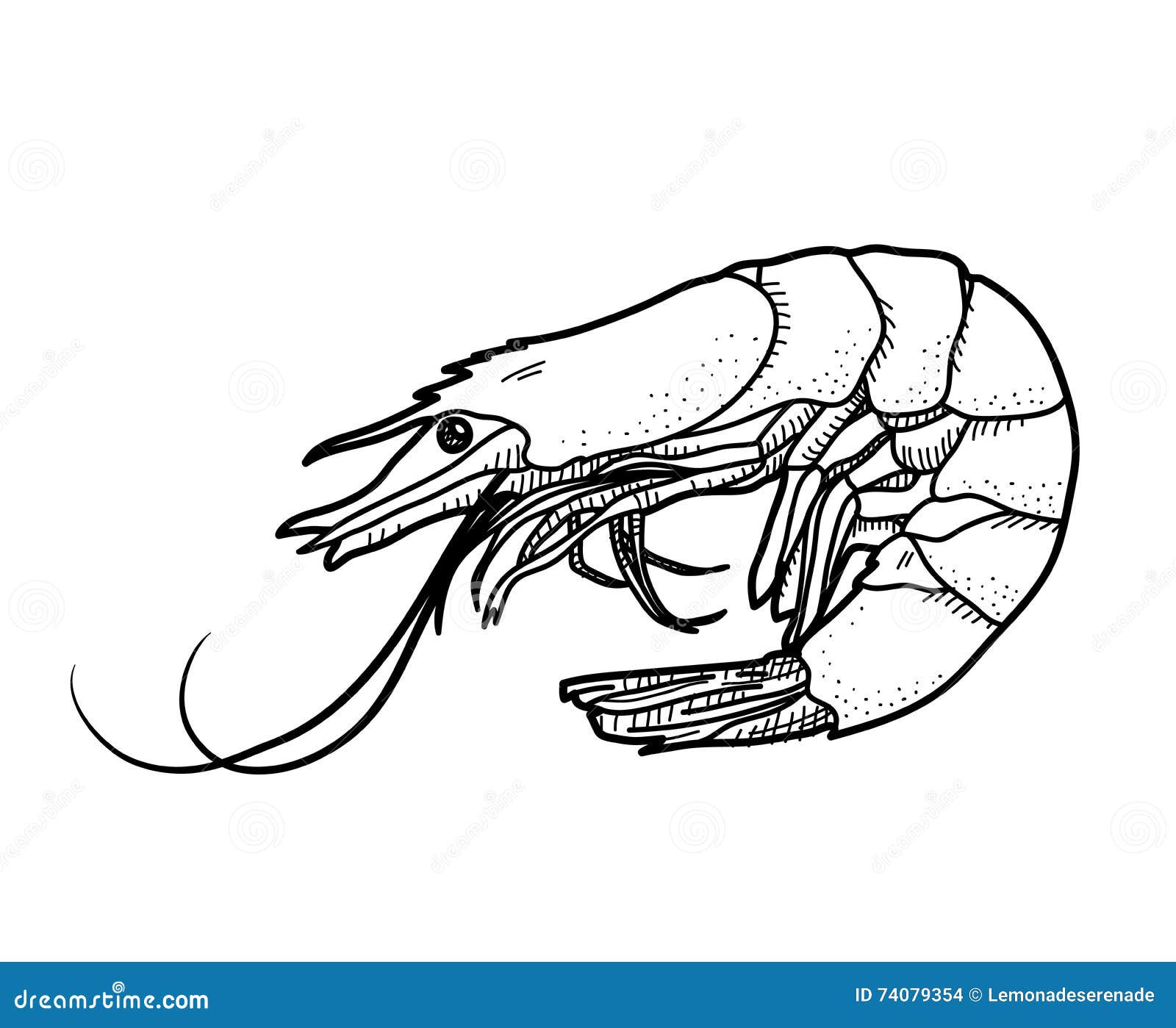 Shrimp Doodle stock vector. Illustration of crustacean - 74079354