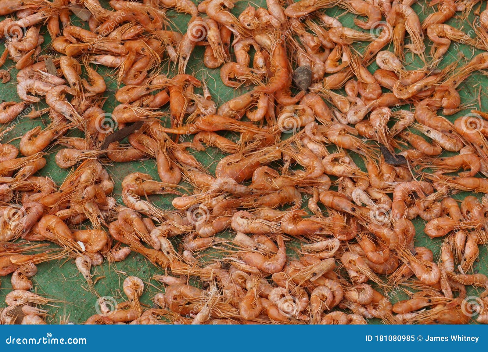 Shrimp Drying in a Field in Cambodia Stock Image - Image of field ...