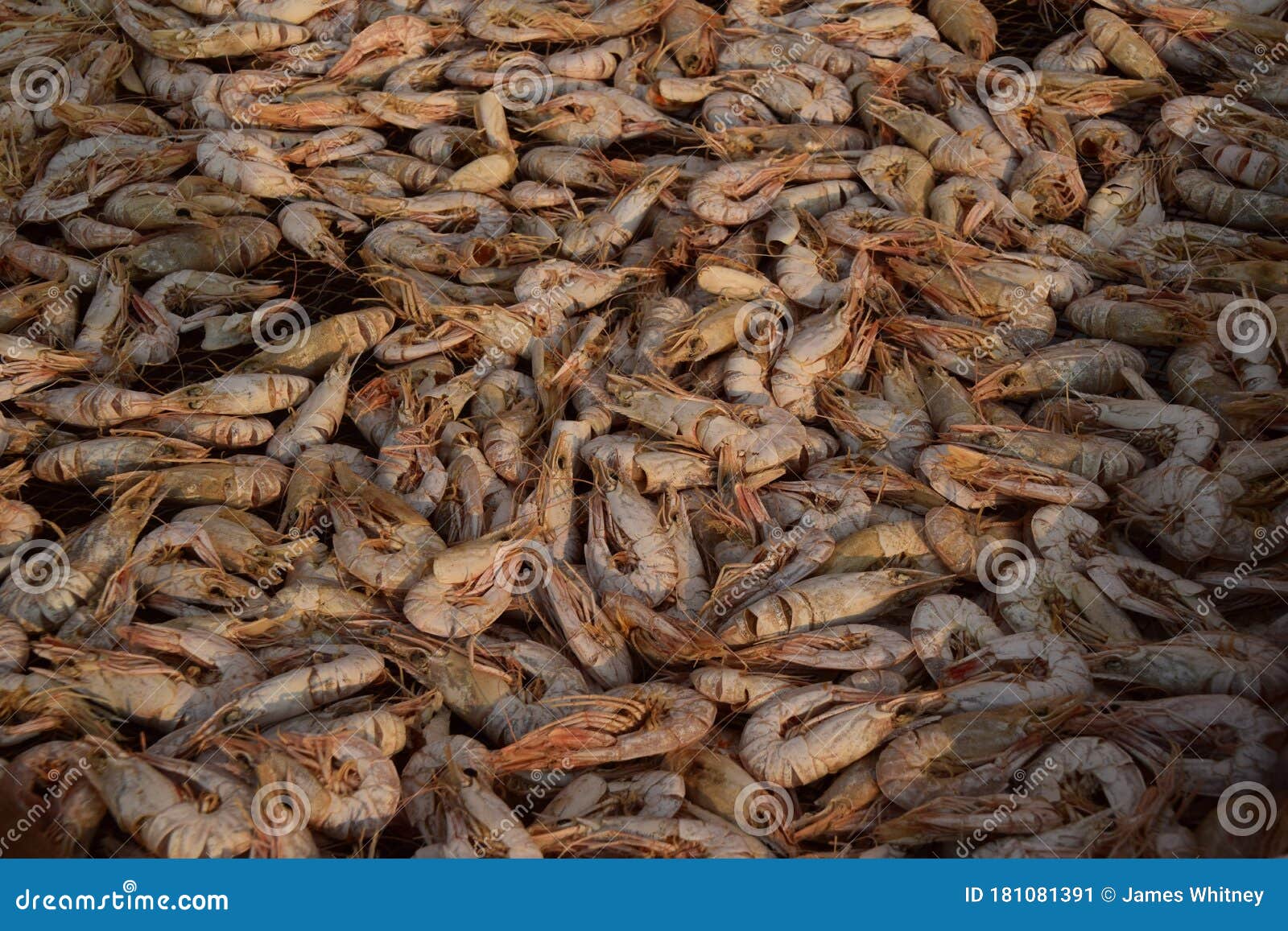 Shrimp Drying in a Field in Cambodia Stock Image - Image of asian ...