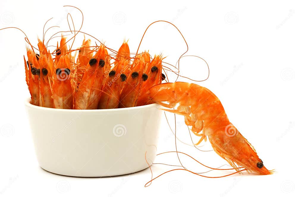 Shrimp escape stock image. Image of closeup, animal, animals - 1566307
