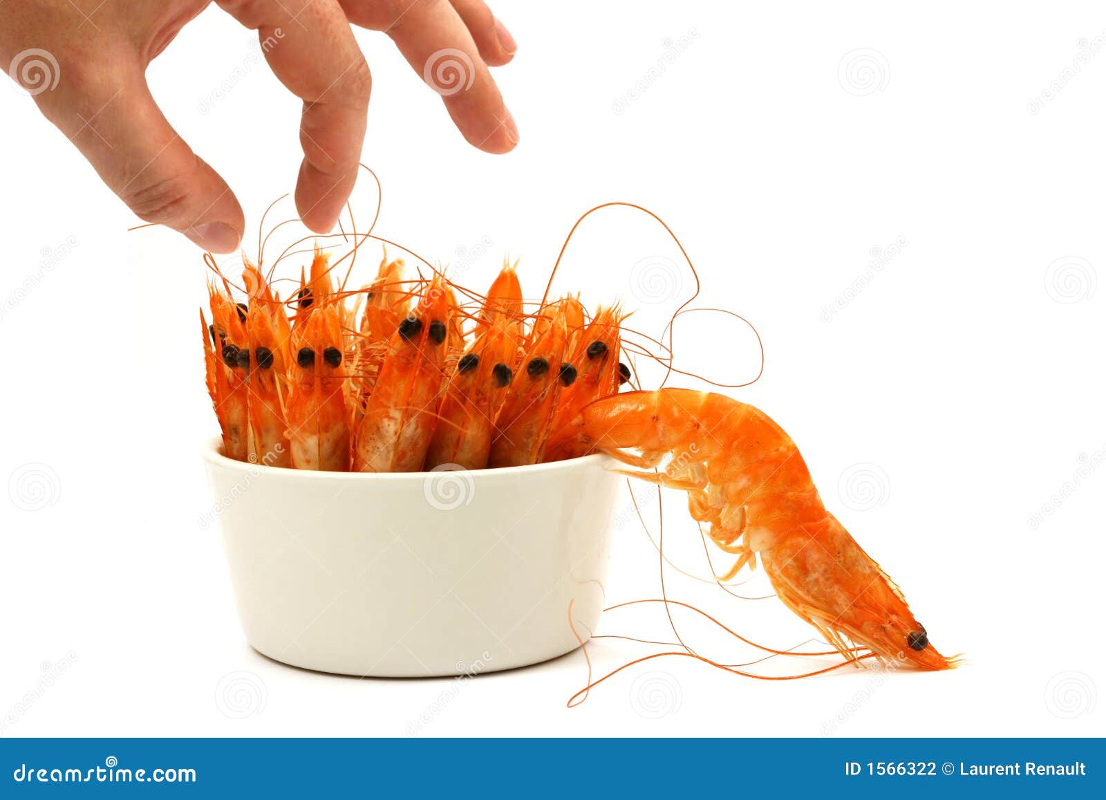 Shrimp escape stock photo. Image of shrimps, animals, fresh - 1566322