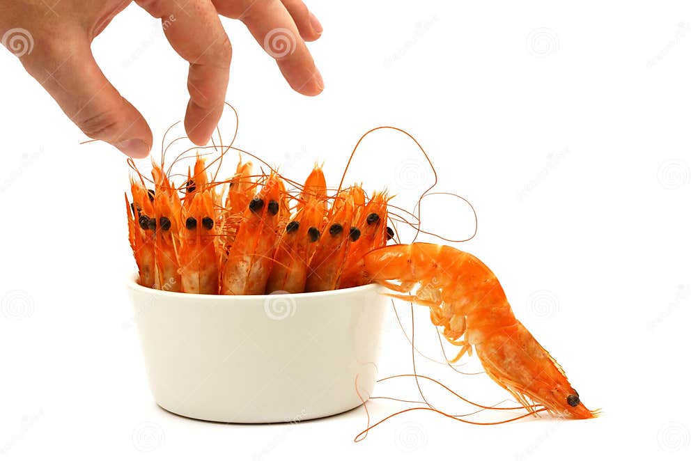 Shrimp escape stock photo. Image of shrimps, animals, fresh - 1566322