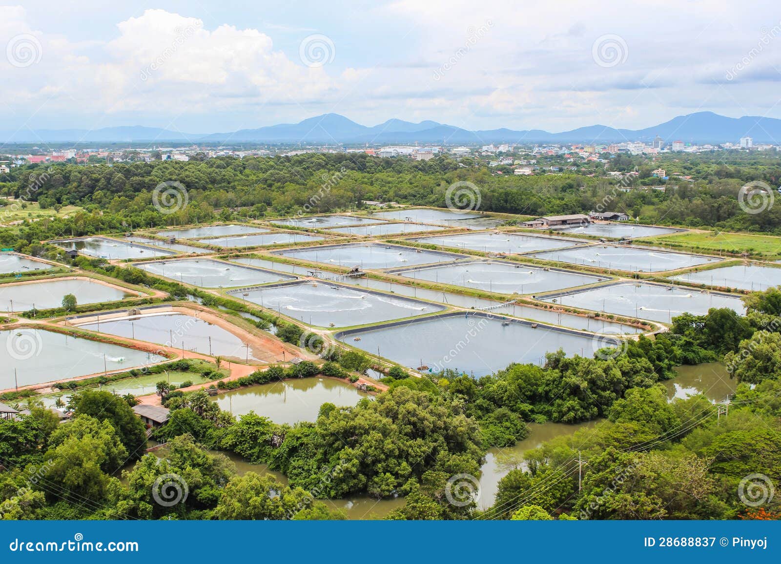 The Shrimp farming stock image. Image of animals, shrimp - 28688837