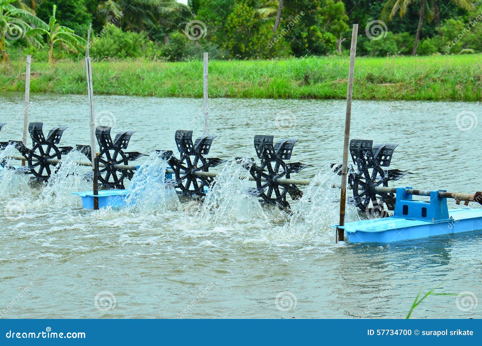 Shrimp farming stock photo. Image of occupation, fisheries - 57734700