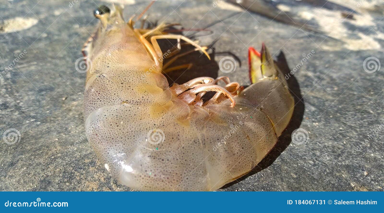 Shrimp fish insect crab stock image. Image of fish, yellow - 184067131