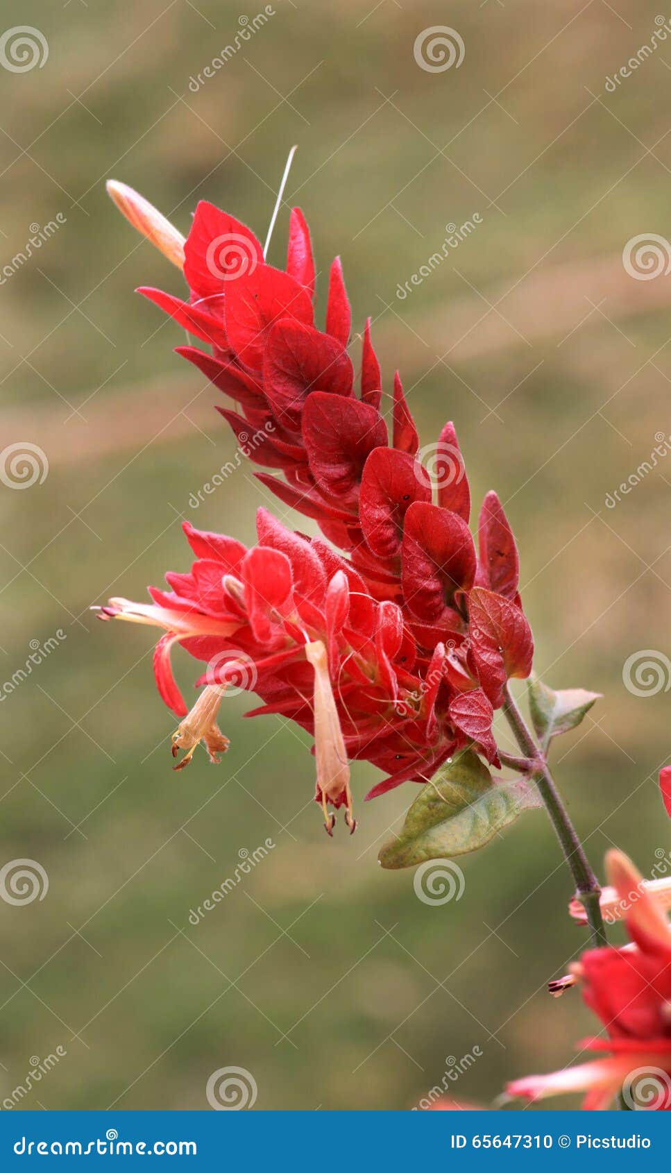 Shrimp flower stock photo. Image of nature, shrimp, garrden - 65647310