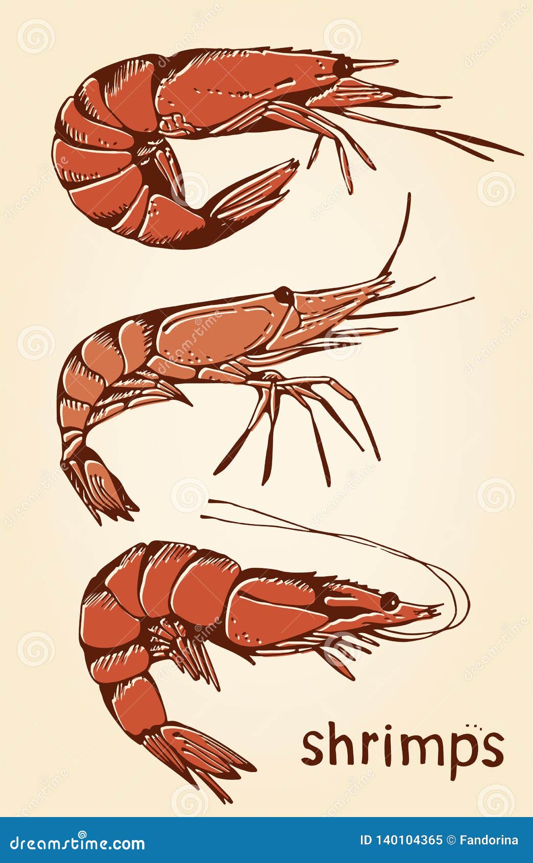 Shrimp Hand Drawn Collection Stock Vector - Illustration of market ...