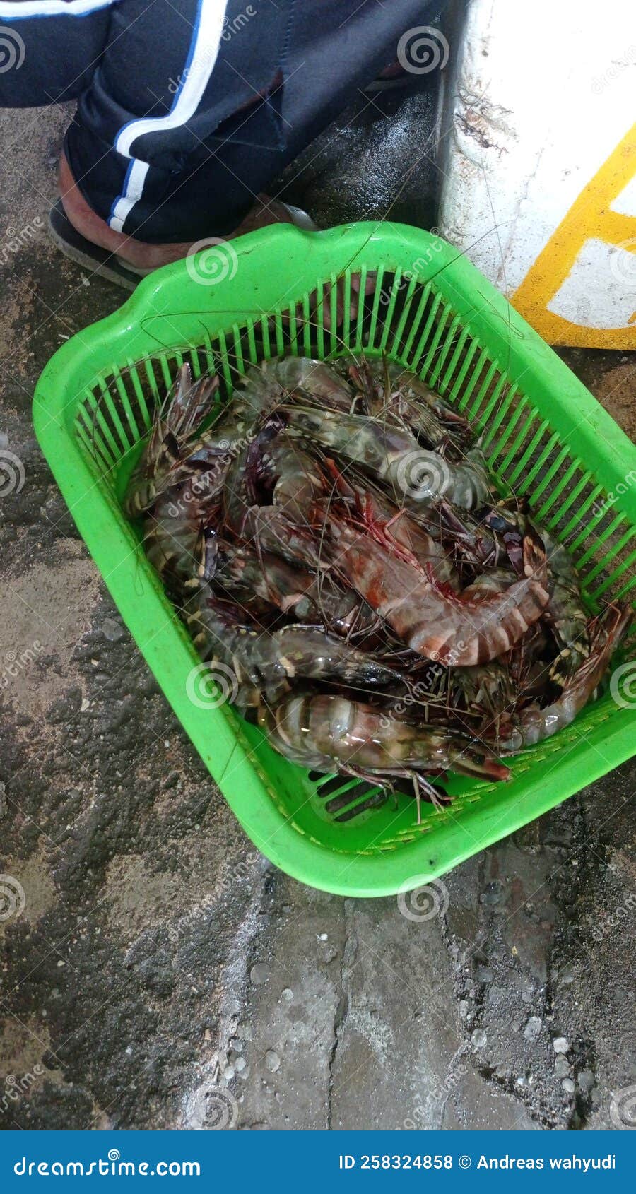 Shrimp harvest see stock photo. Image of meat, wildlife - 258324858