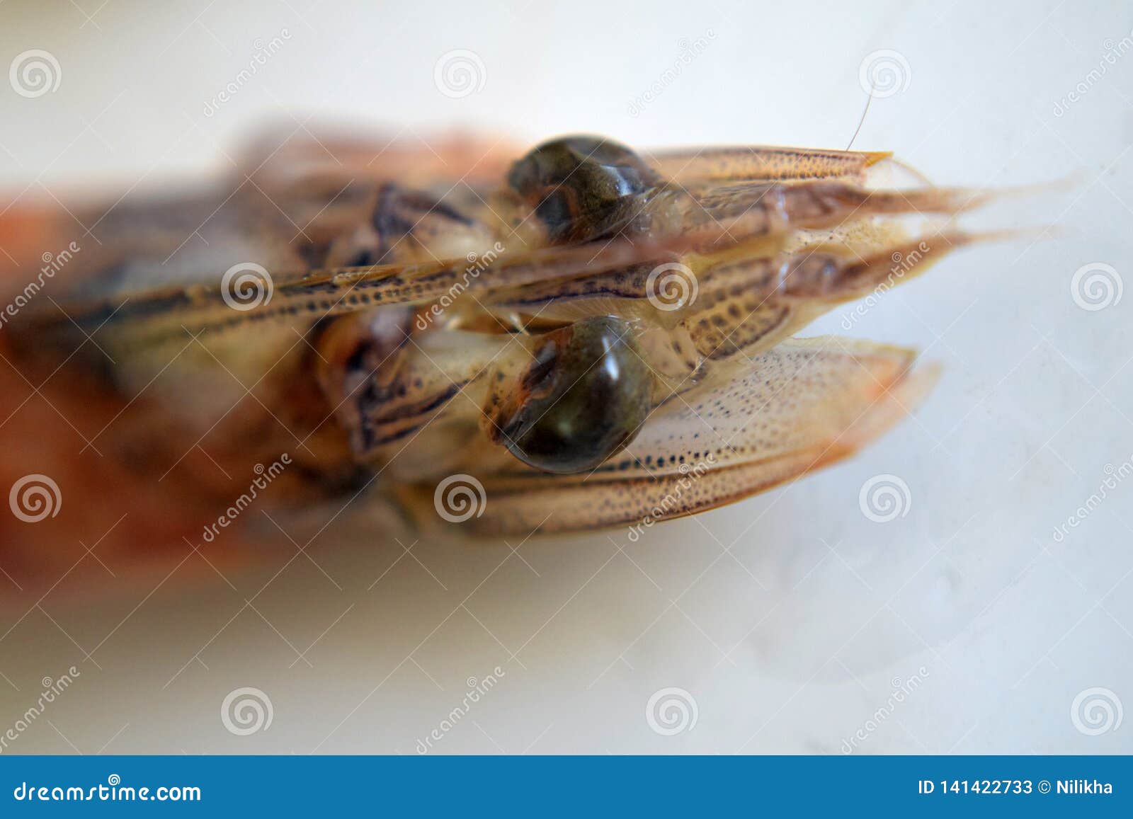 Shrimp Head Stock Photos - Download 2,876 Royalty Free Photos