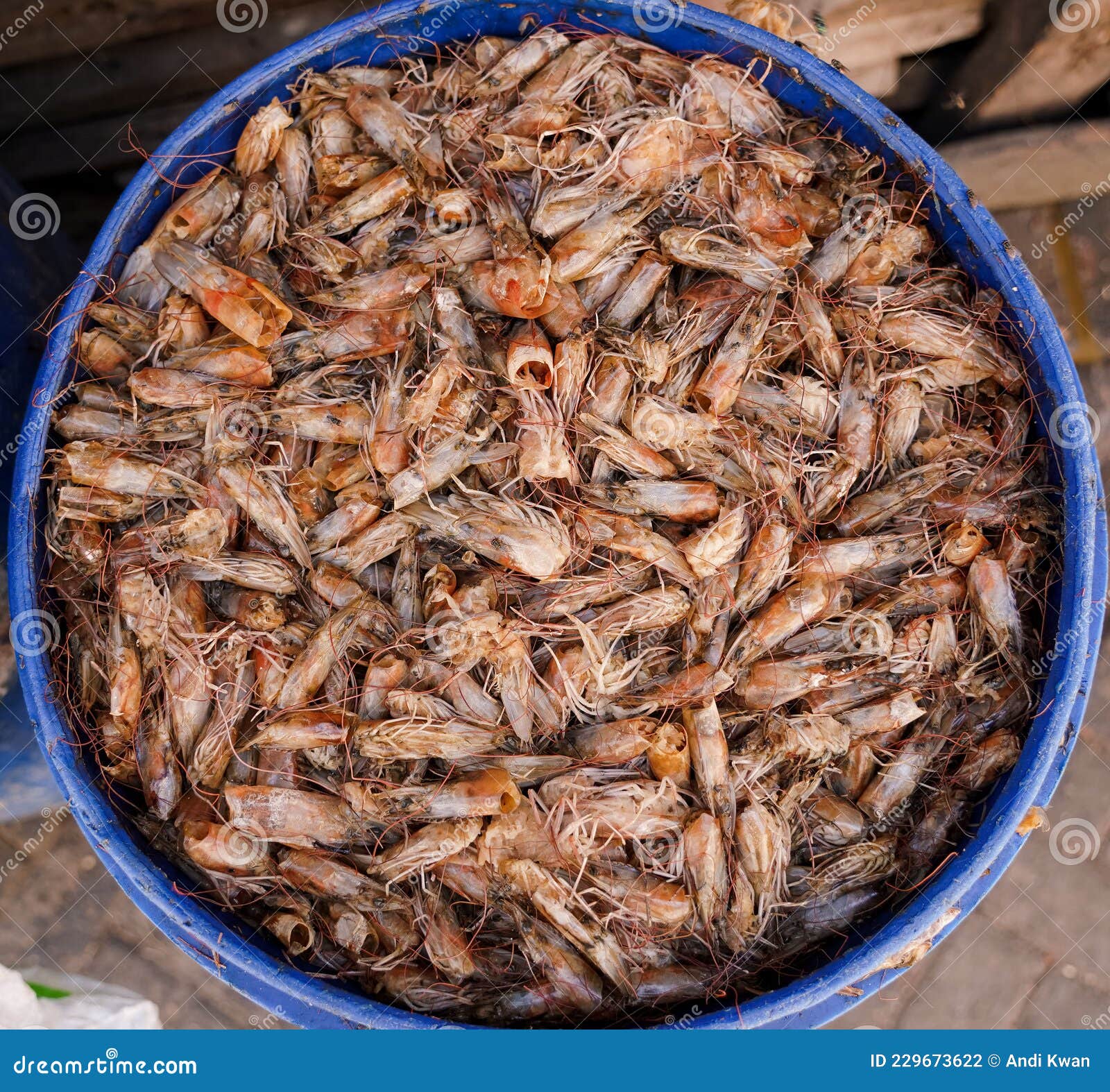 Shrimp head for a base stock photo. Image of life, head - 229673622