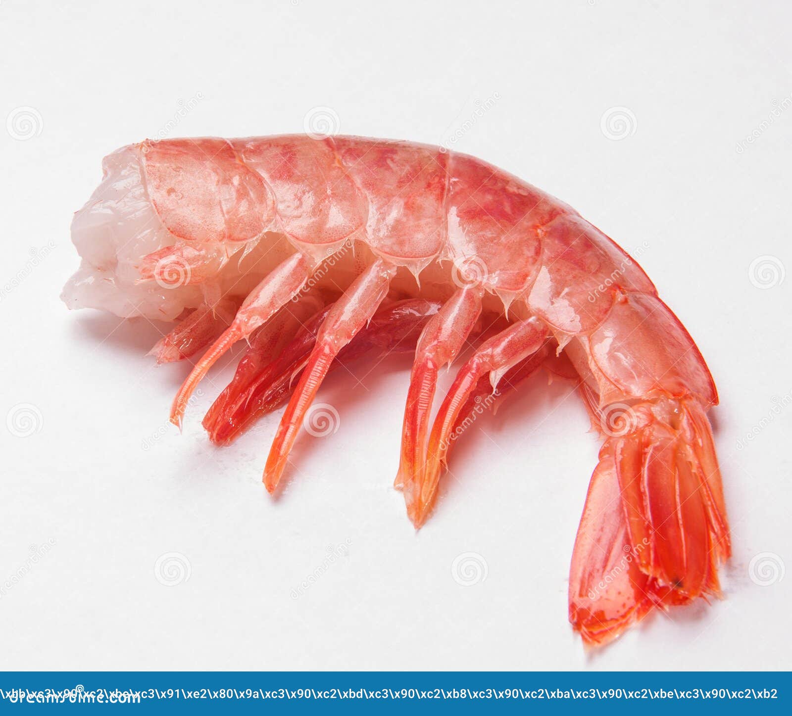 Fresh Shrimp Without Head