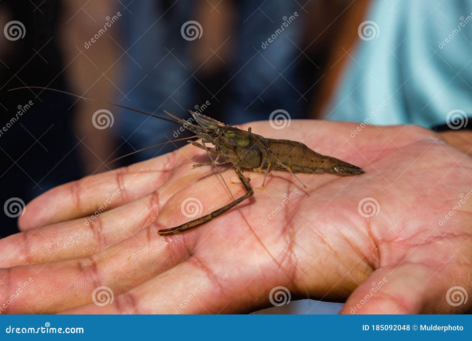 The Shrimp in Human Hand, Close Up Stock Photo - Image of animal, food ...