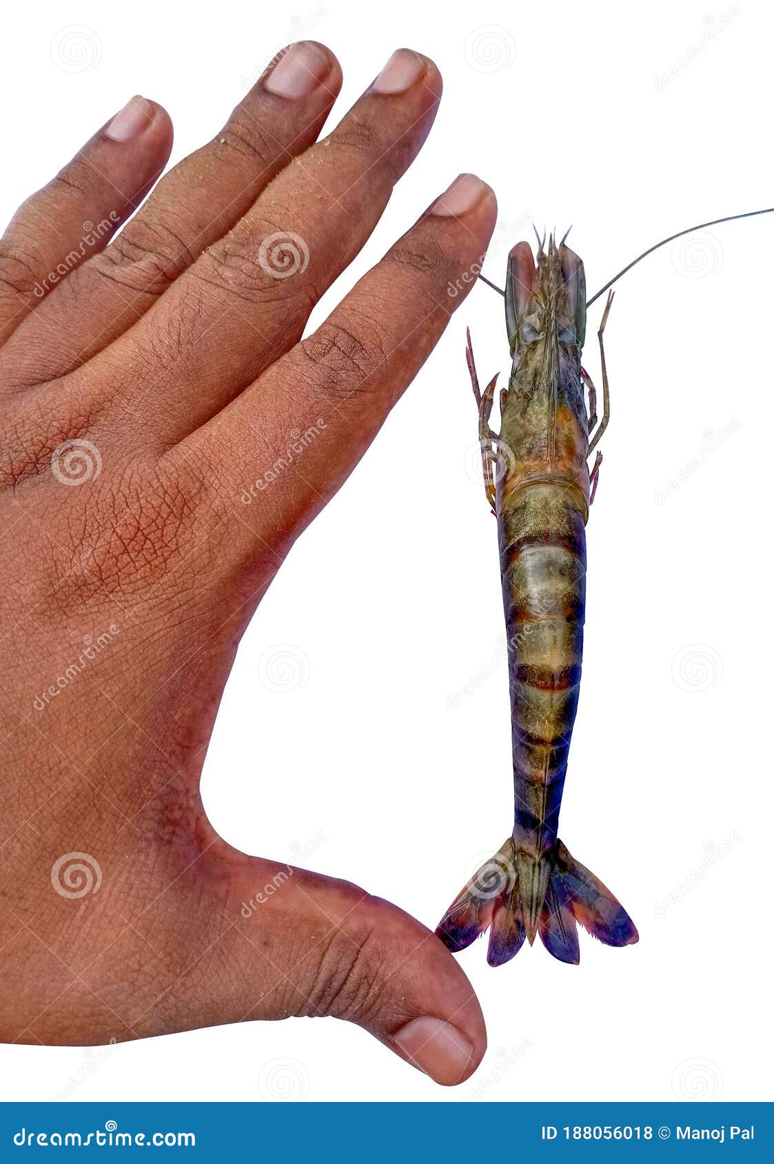 SHRIMP CLOSE UP. stock photo. Image of grill, isolated - 188056018