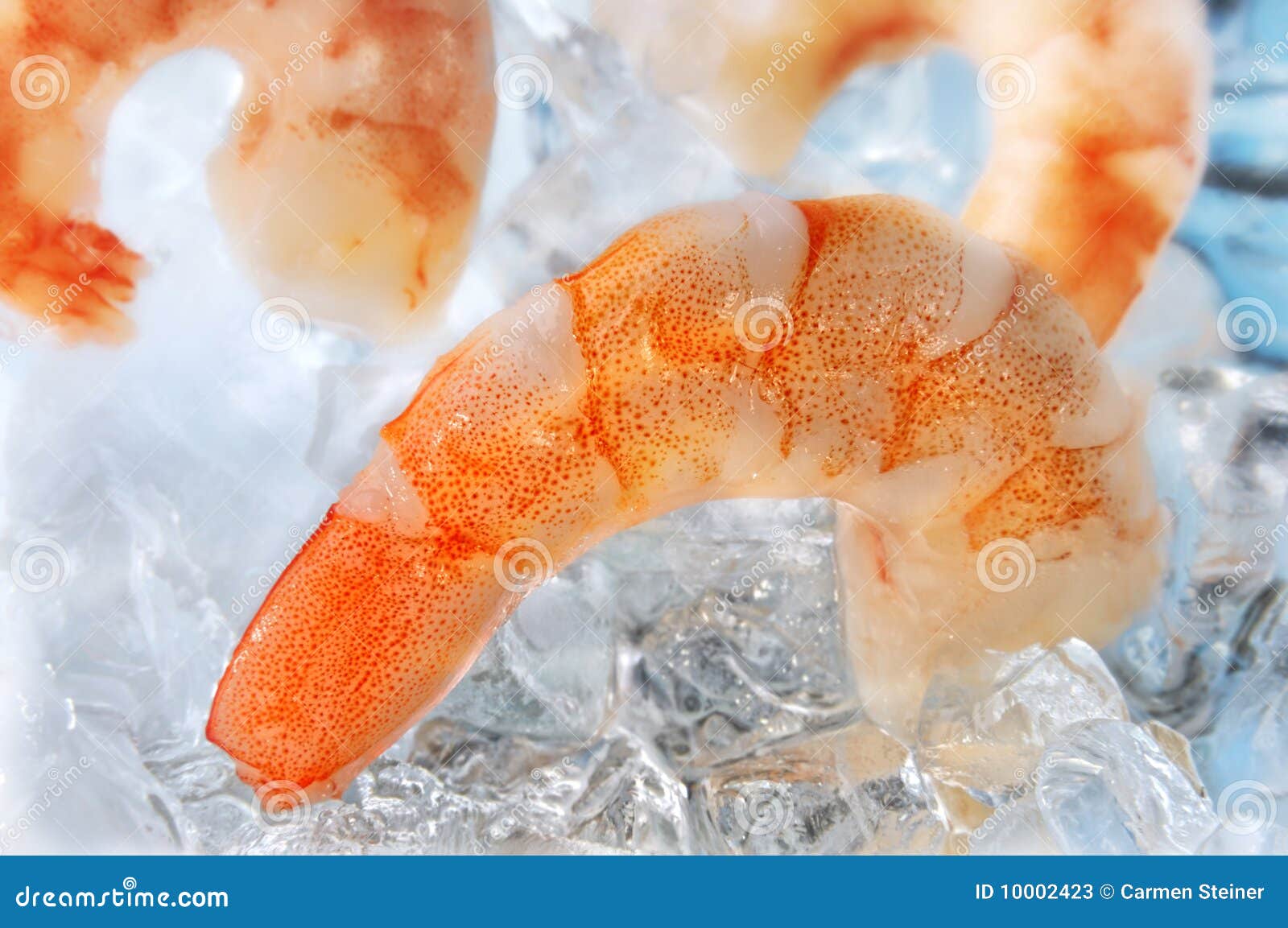 Shrimp on ice stock image. Image of crustaceans, meaty - 10002423