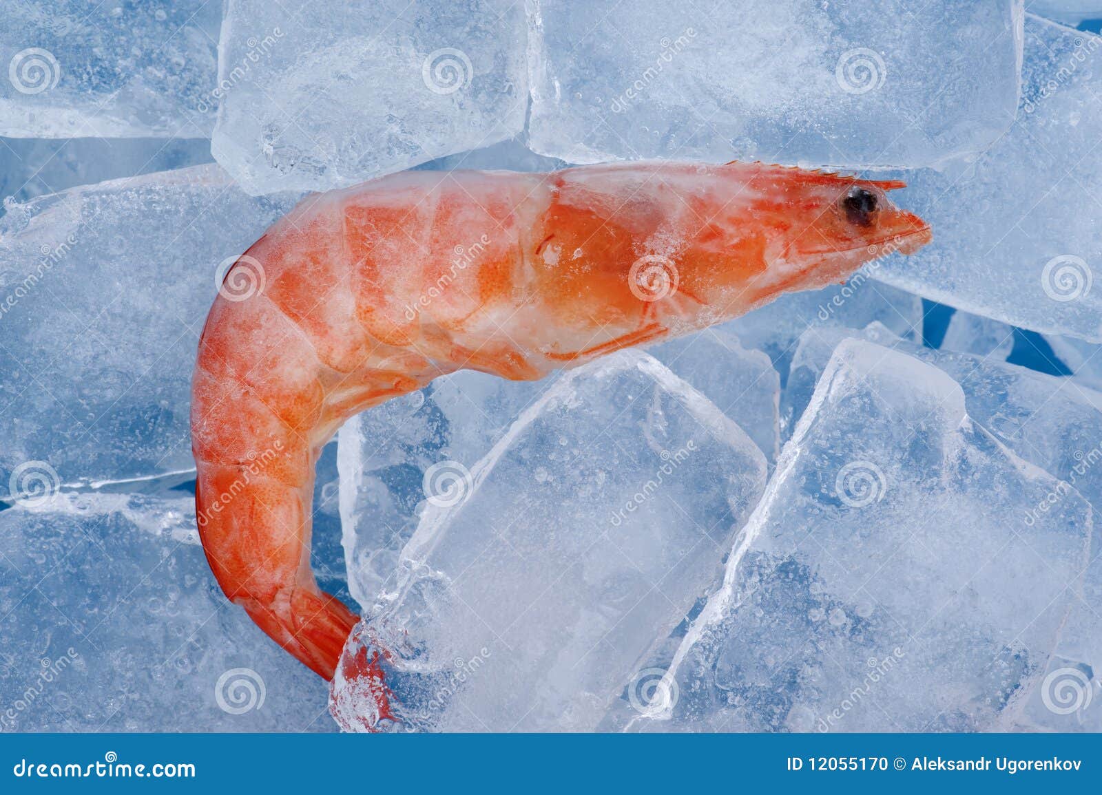 Shrimp with ice macro stock photo. Image of healthy, seafood - 12055170
