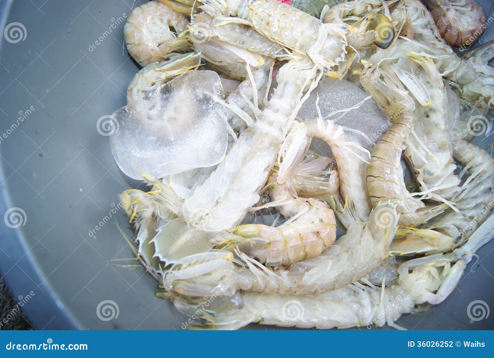 Shrimp stock photo. Image of shrimp, objects, life, marine - 36026252
