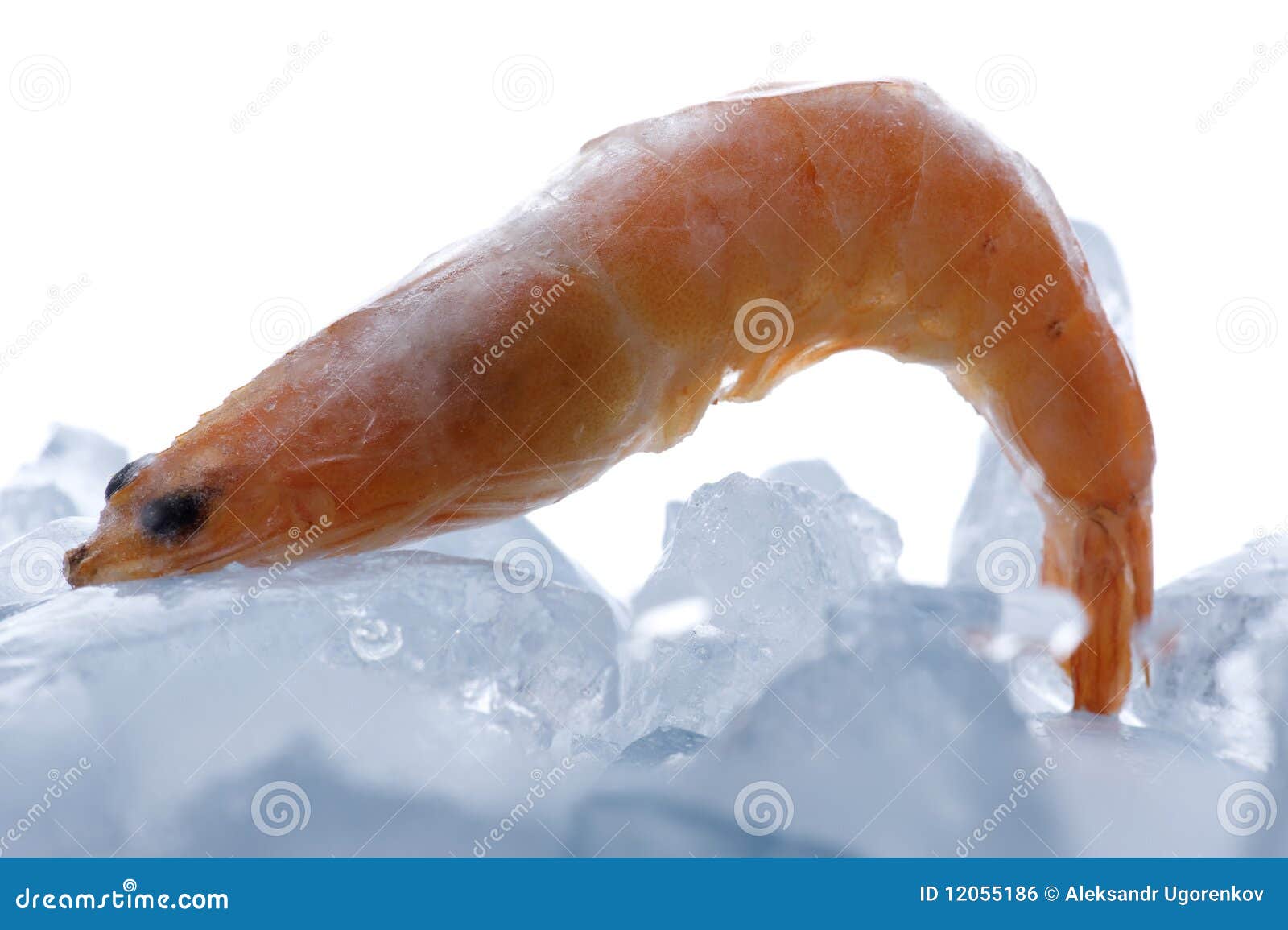 Shrimp with Ice on White Background Stock Photo - Image of shellfish ...