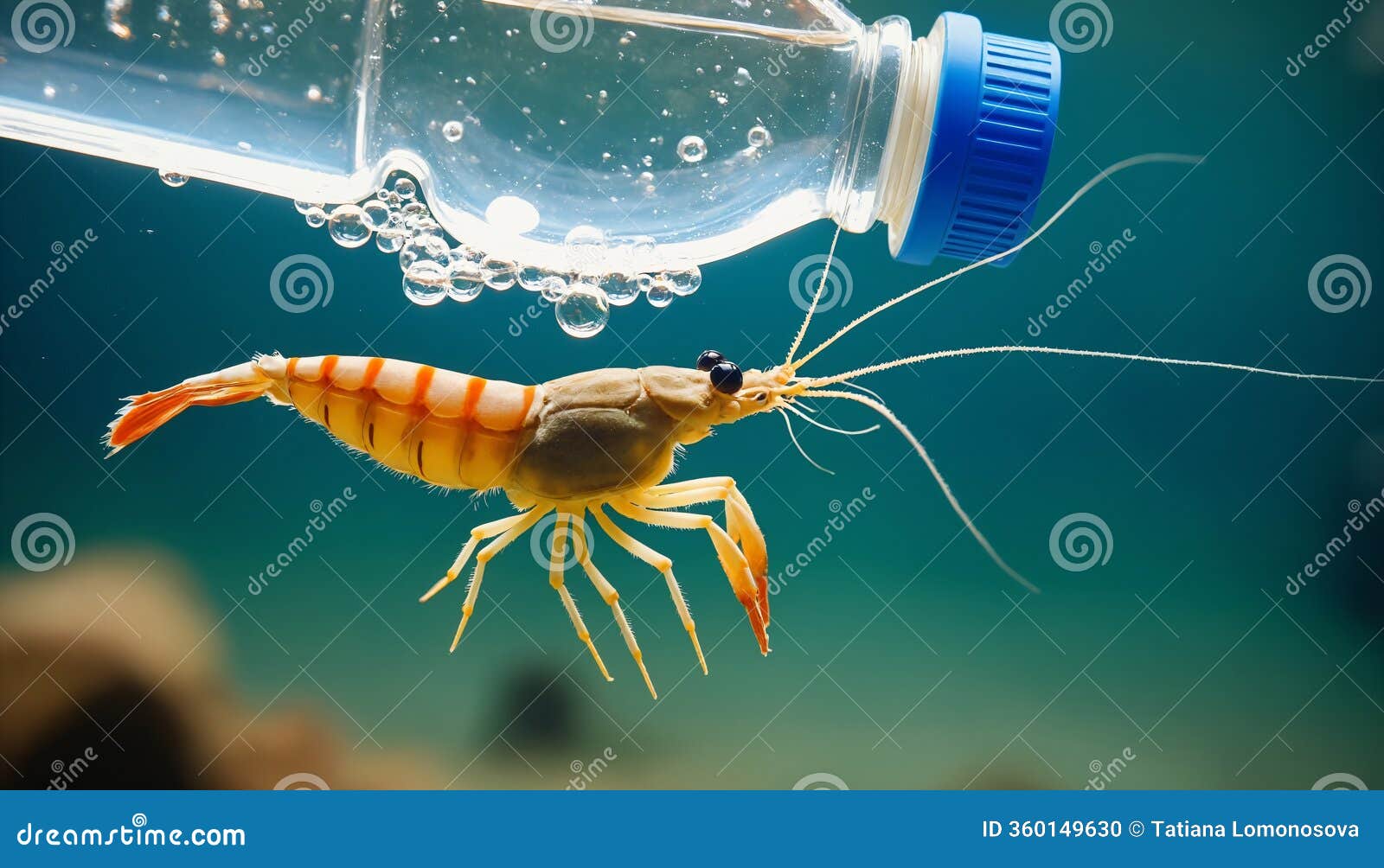 Shrimp Interacting with Floating Plastic Bottle Underwater Pollution ...