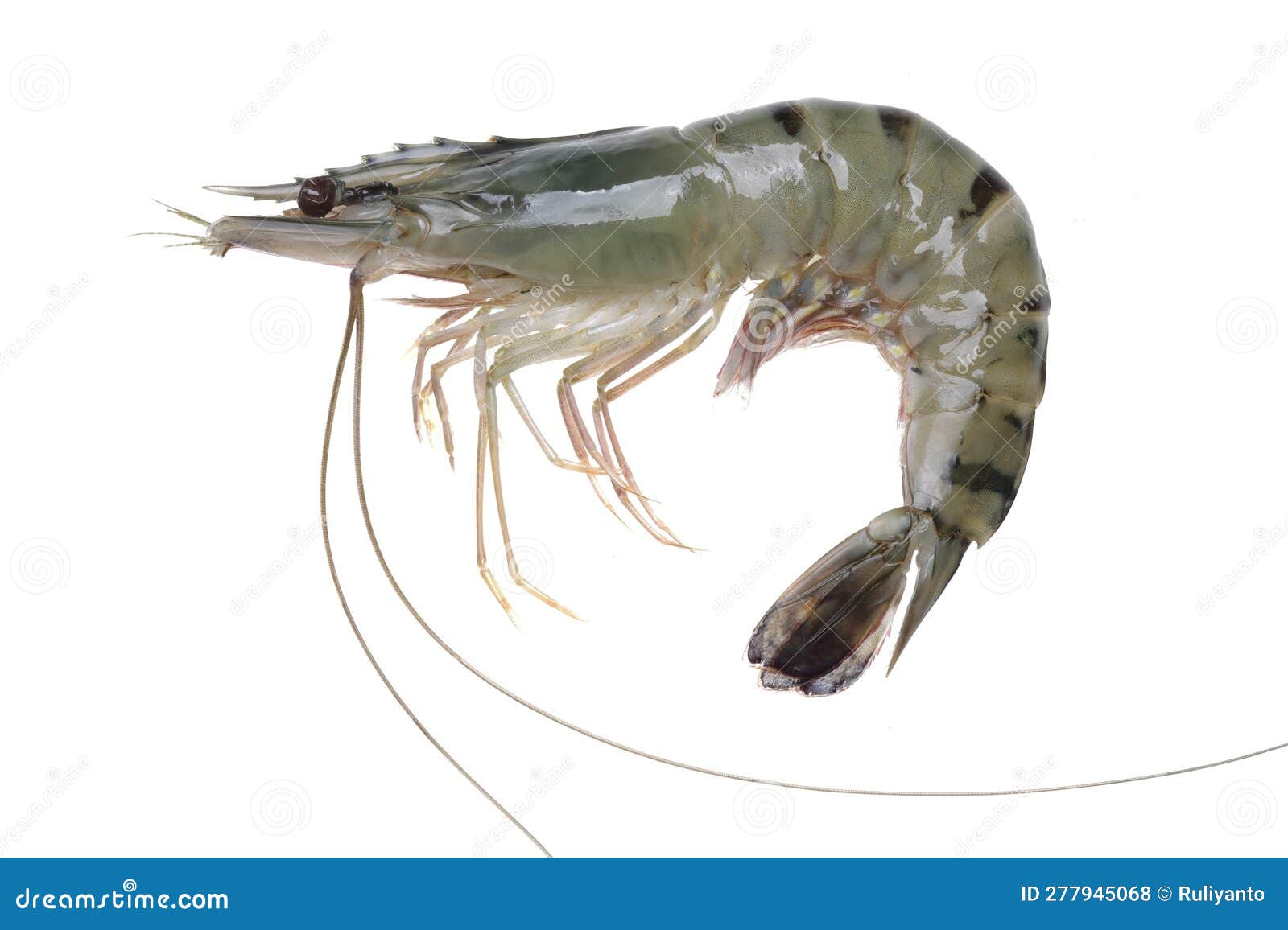 A Shrimp Isolated on White Background Stock Photo - Image of shrimp ...