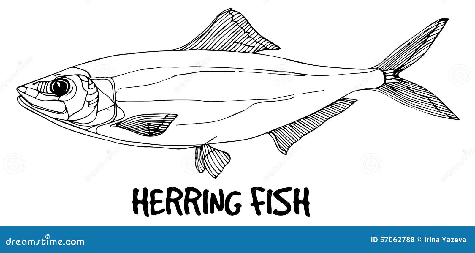 Shrimp in Lines on White Background. Stock Vector - Illustration of ...