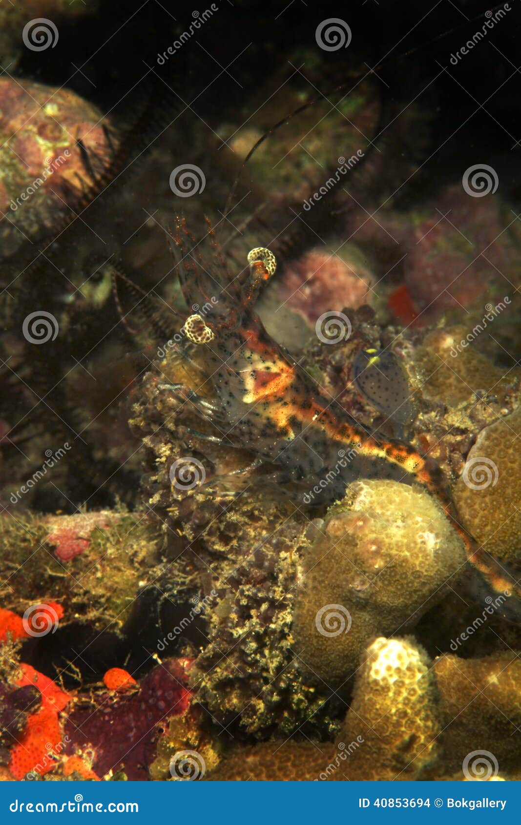 Shrimp, Mabul Island, Sabah Stock Photo - Image of nature, diving: 40853694