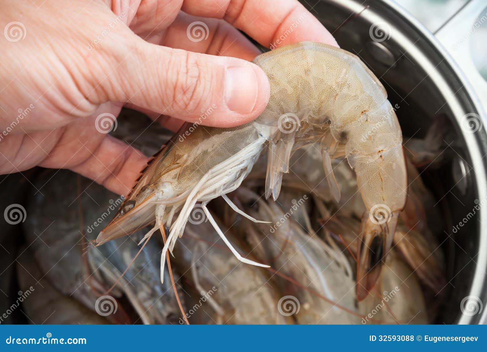 Shrimp in man s hand stock photo. Image of food, group - 32593088