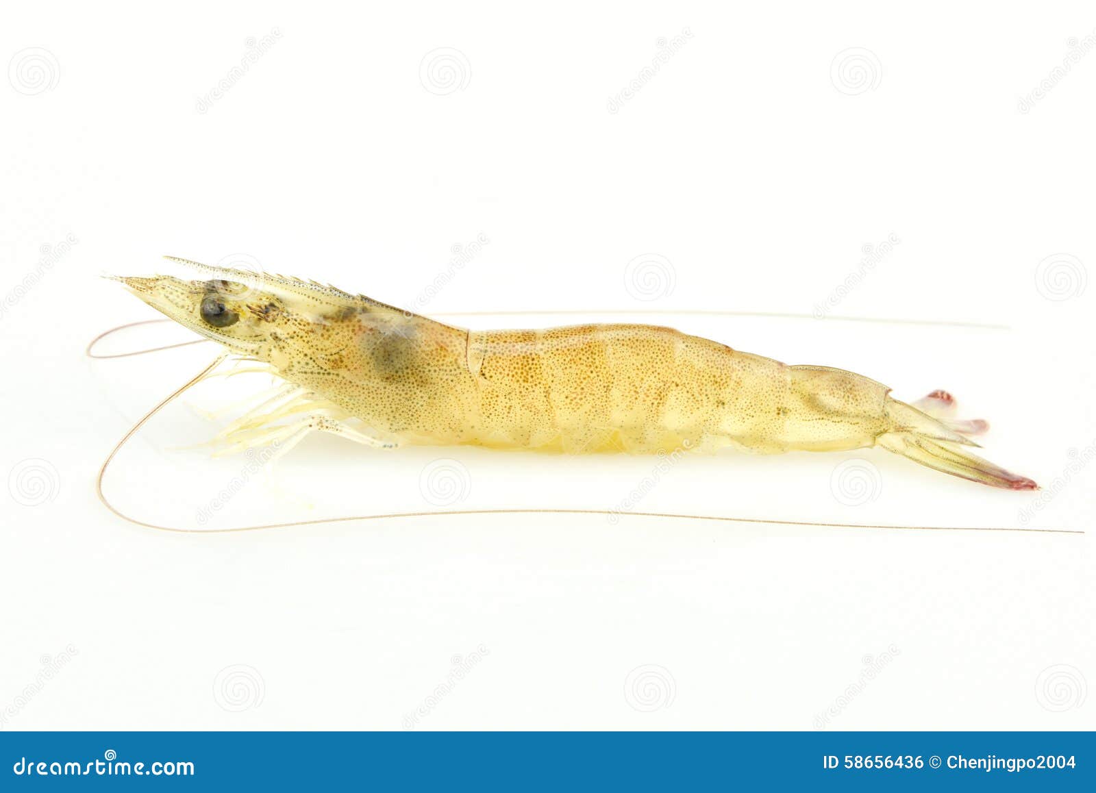 Shrimp stock photo. Image of organisms, feeler, thorn - 58656436