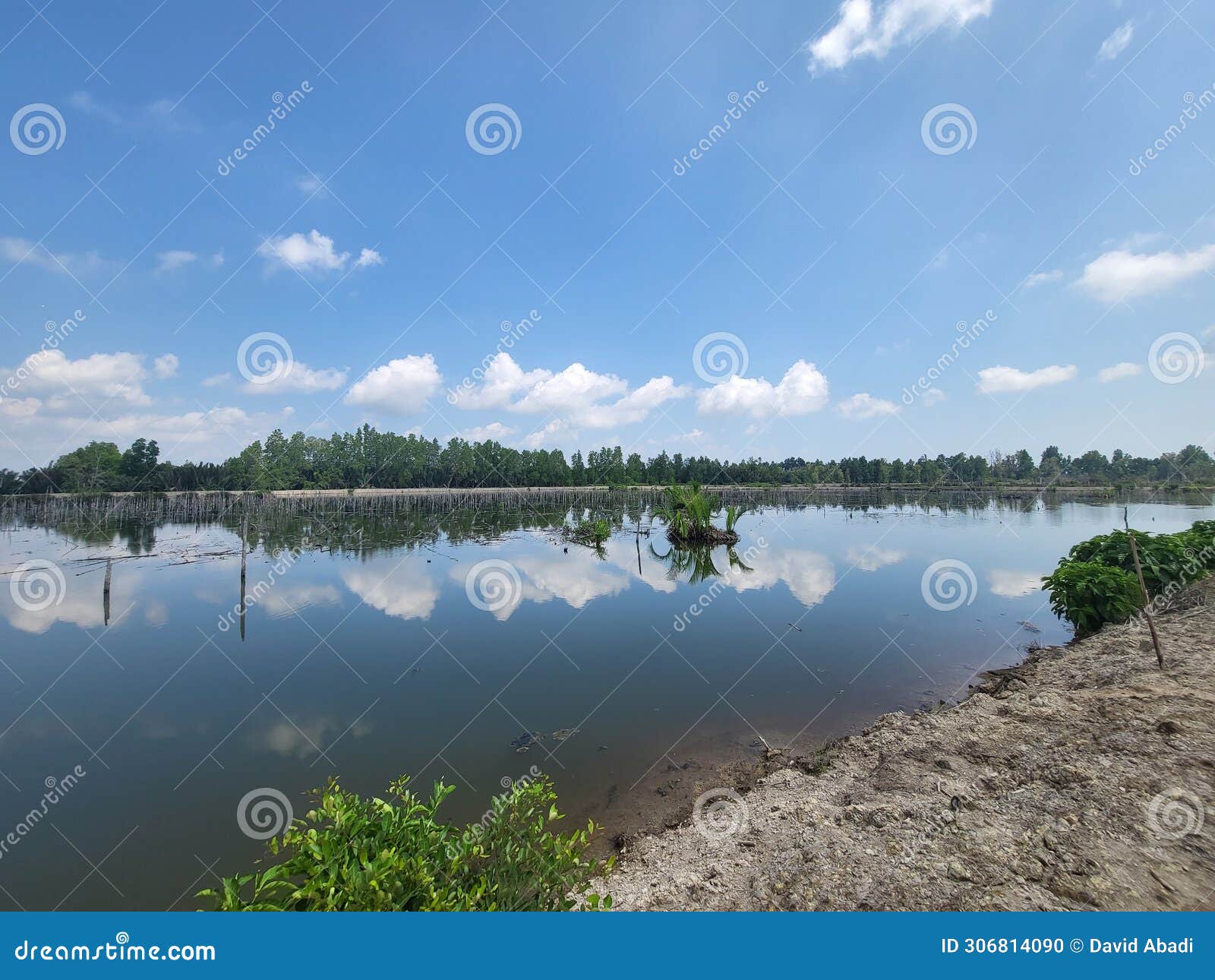 Cultivating Shrimp and Milkfish Stock Photo - Image of ponds ...