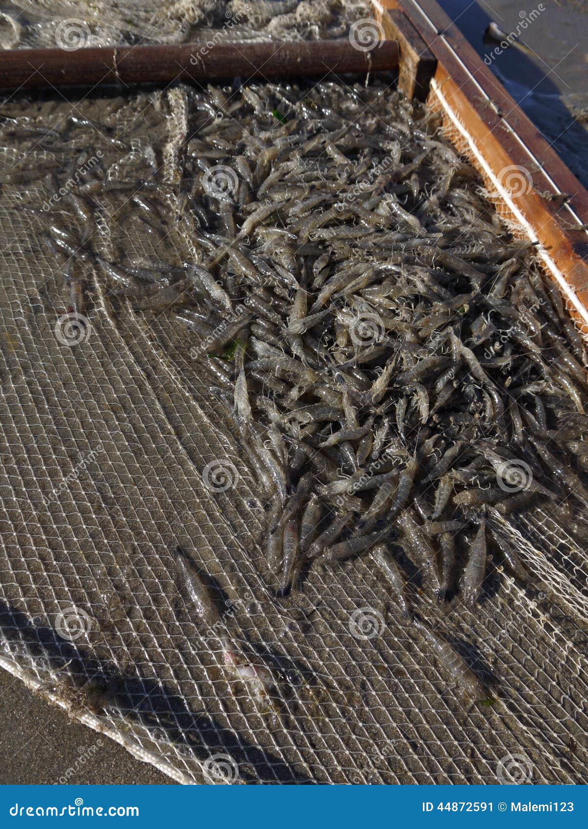 Shrimp in a net stock image. Image of healty, wood, fish - 44872591