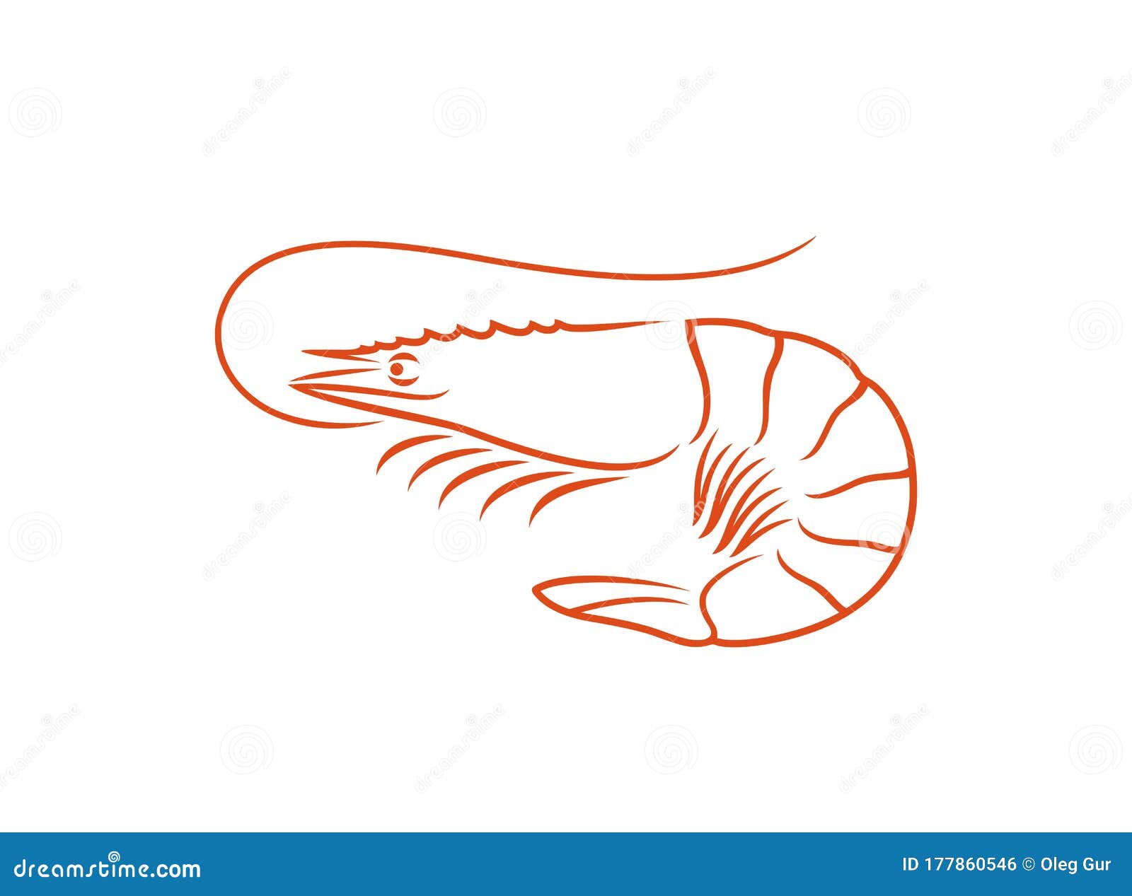 Shrimp. Outline Drawing Sketch Illustration. Royalty-Free Stock ...