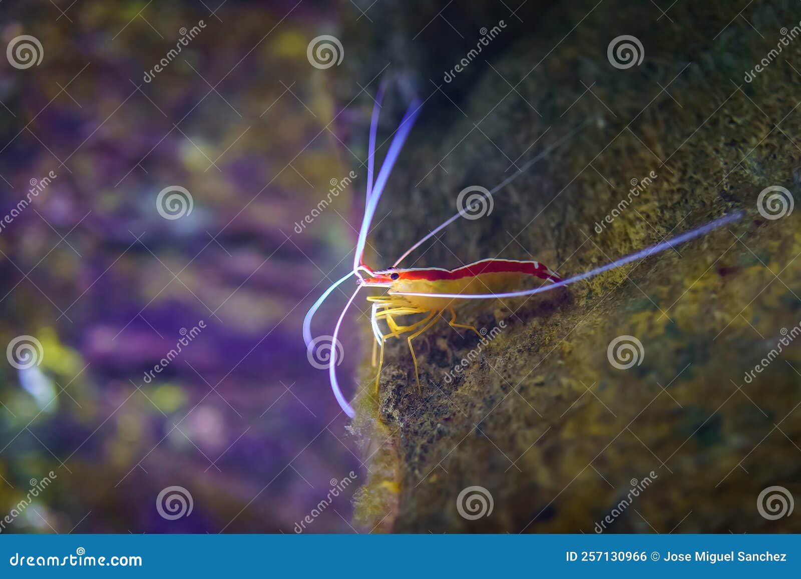 Shrimp Perched on a Rock with Long Antennas Floating in the Water ...
