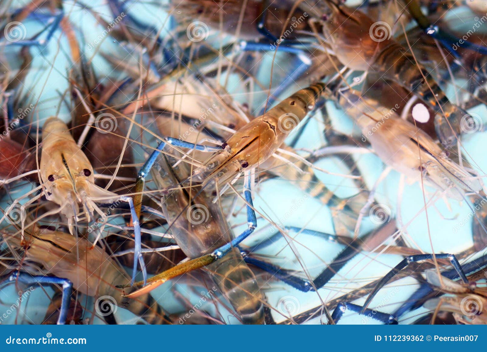 Shrimp in the pool. stock photo. Image of texture, food - 112239362