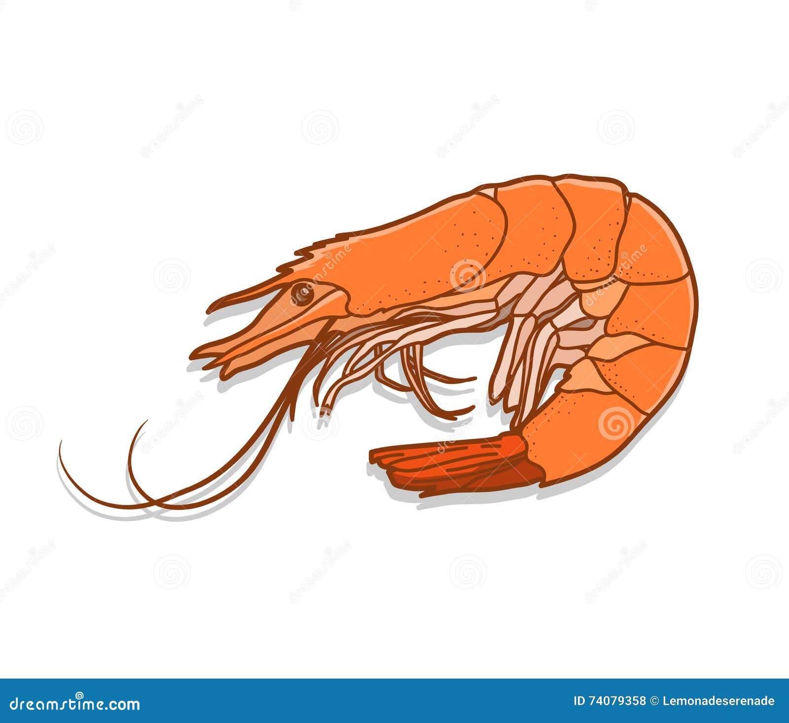 Shrimp Prawn Vector Illustration Stock Vector - Illustration of hand ...