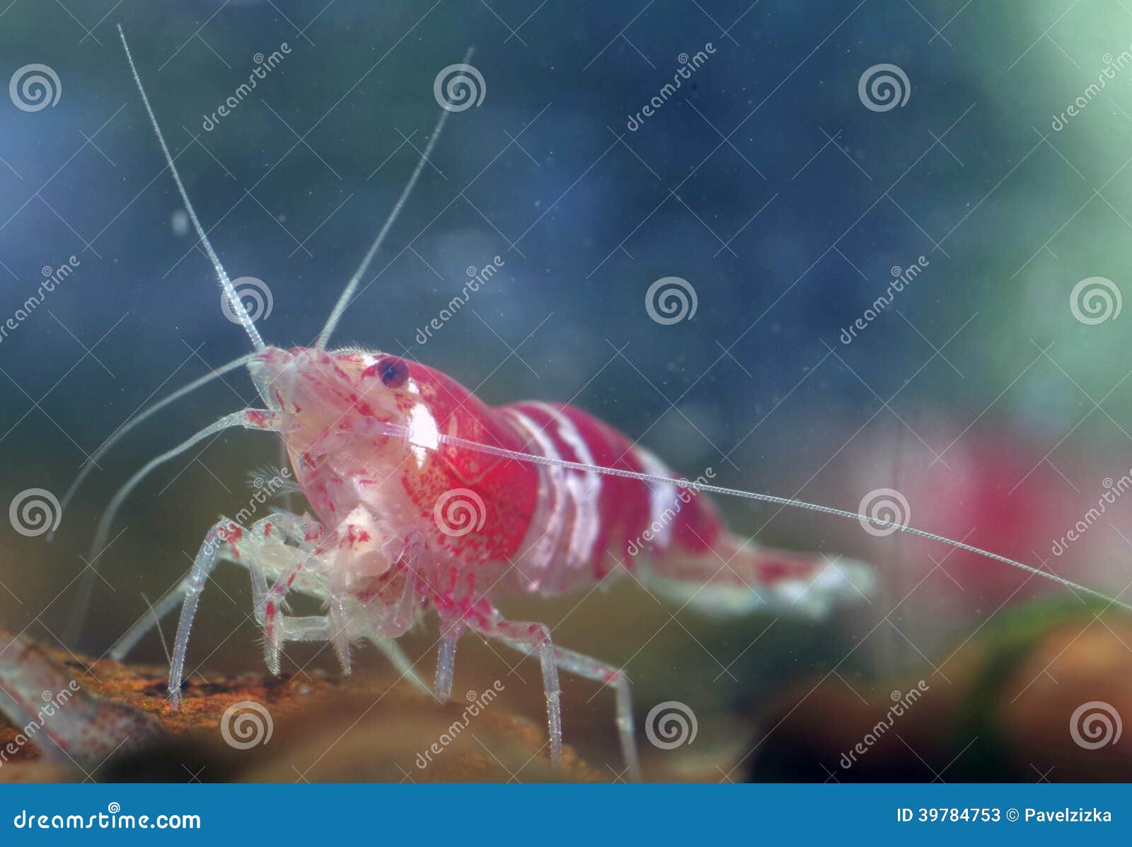 Shrimp stock image. Image of dwarf, insect, cantonensis - 39784753